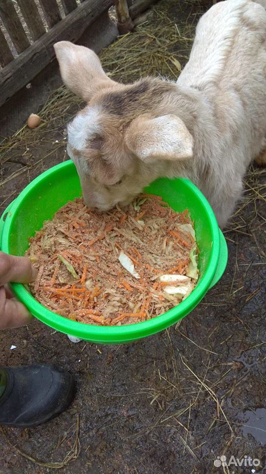 Коза нубийская