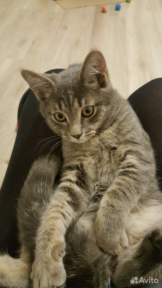 Котенок Дымок