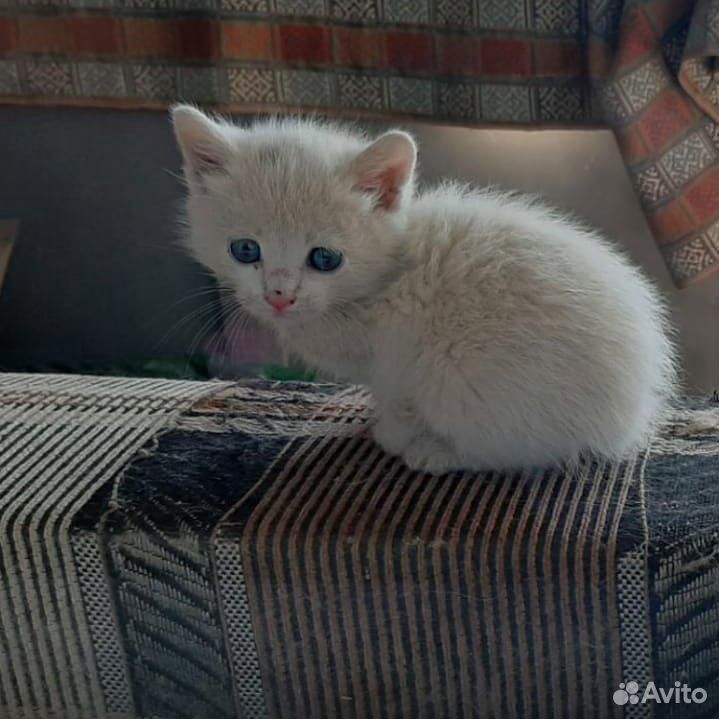 Отдам в хорошие руки котят