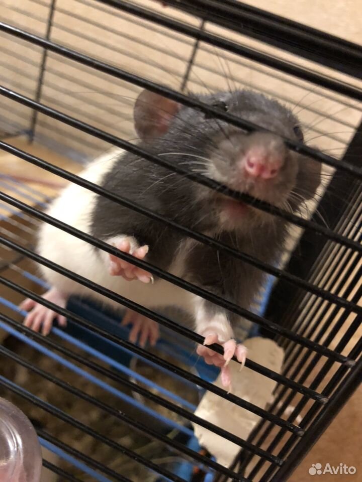 Крыса 2 Мальчика