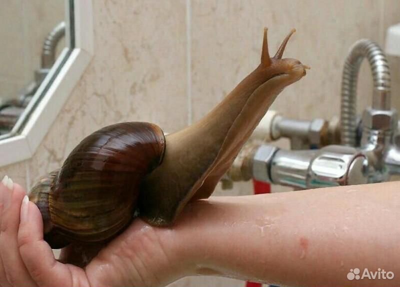 Улитка Ахатина