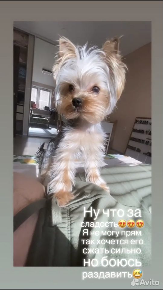 Йорк 1.2кг (микро) на первую вязку