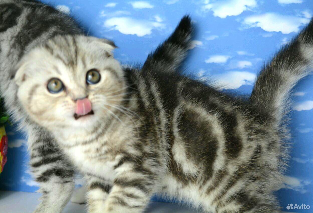 Шотландские Котята - Серебристые Тигры