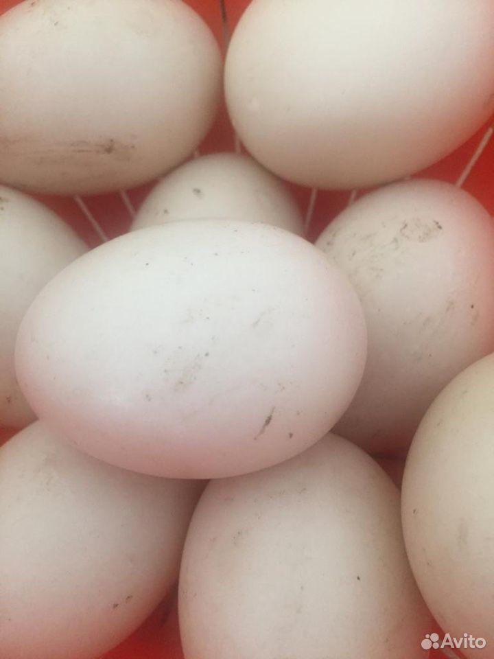 Яйца утиные