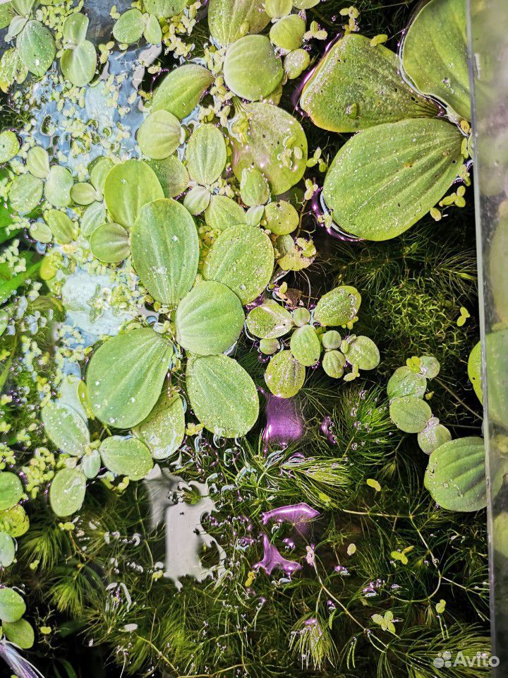 Аквариумные растения