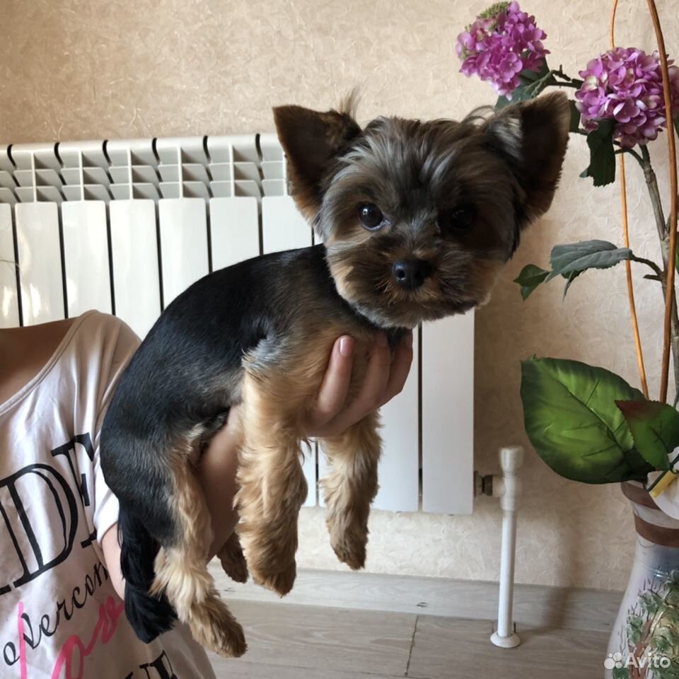 Ищем невесту. Йоркширский терьер мини