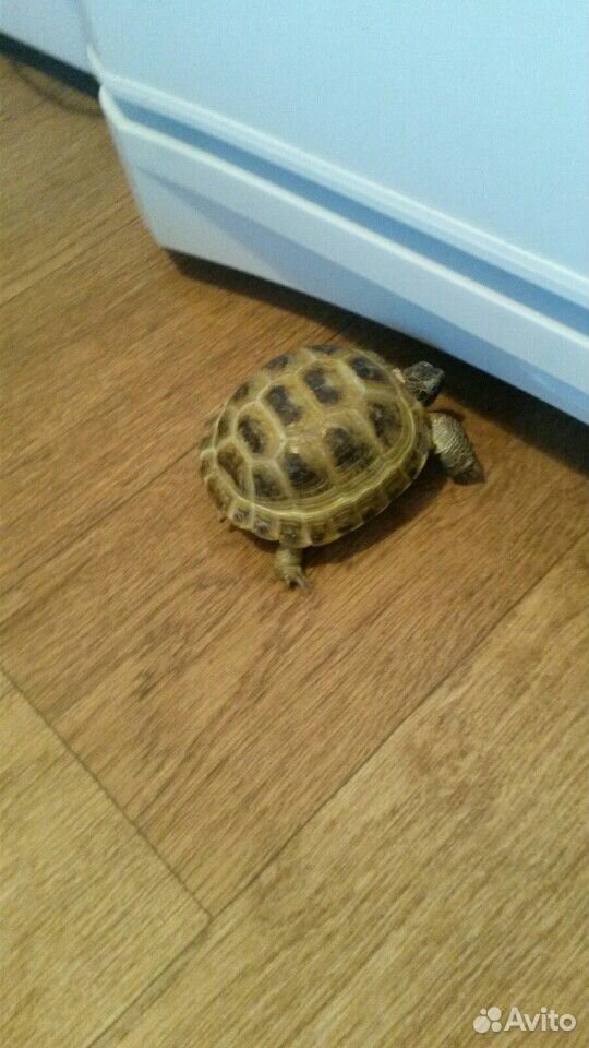 Сухопутная черепаха