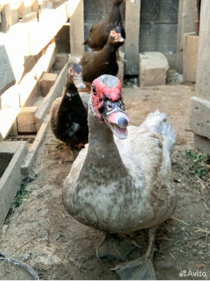 Индоутки семья