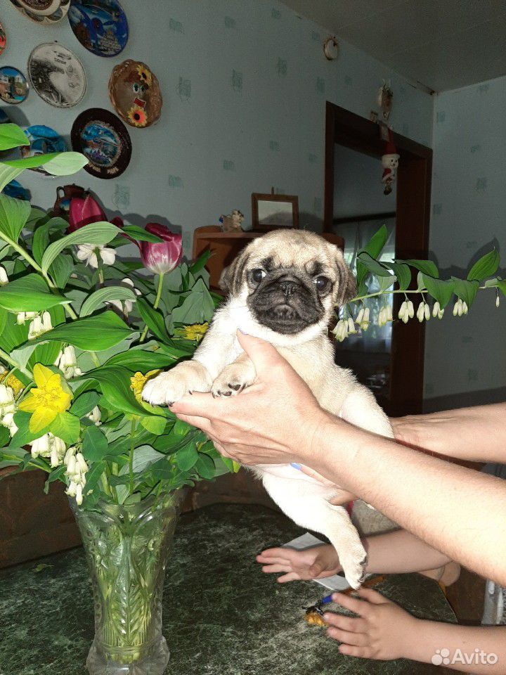 Девчуля Мопсюля