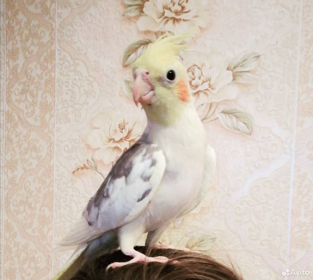 Попугай Корелла