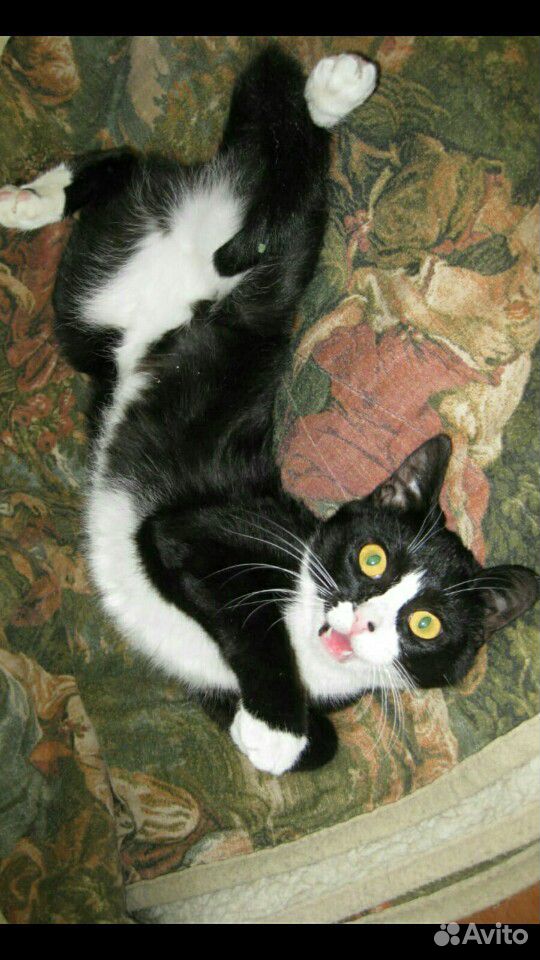 Кошка