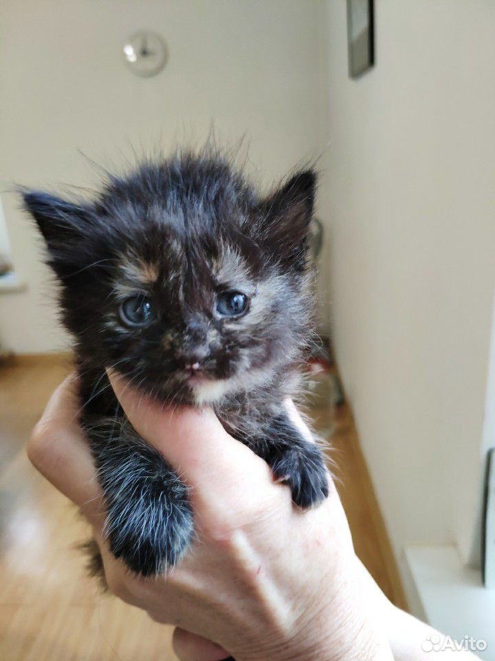 Кошка