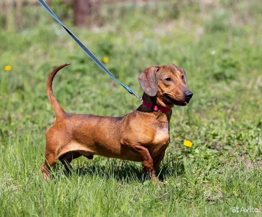 Такса Рич ищет семью