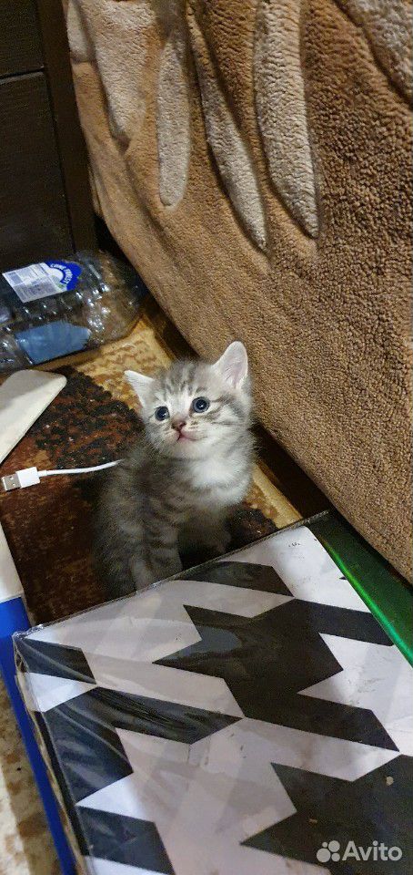 Котята вискасы