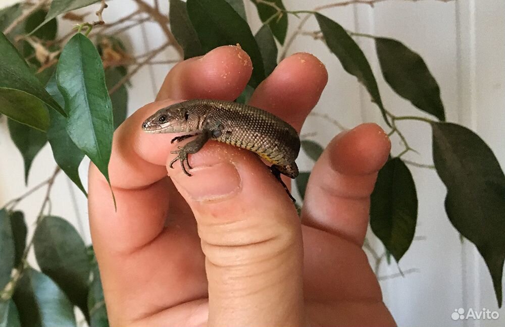 Живородящая ящерица Zootoca vivipara (пара)