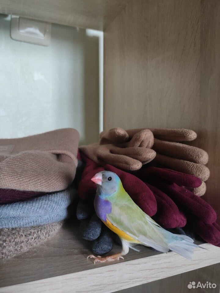 Амадина Гульда, самец, зеленая пастэль, 5,5 мес