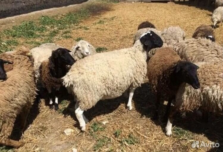Овцы Эдильбаевской породы