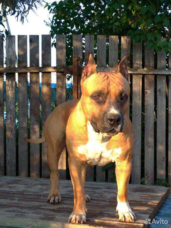 Кобель ам.стаффа для вязки