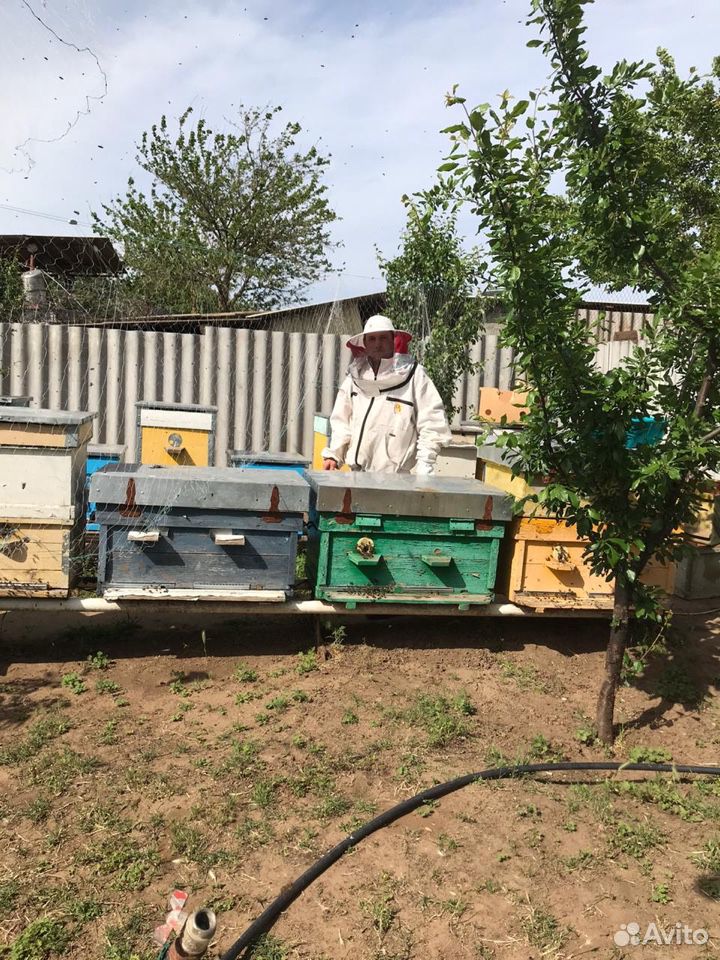 Продаются пчелопакеты