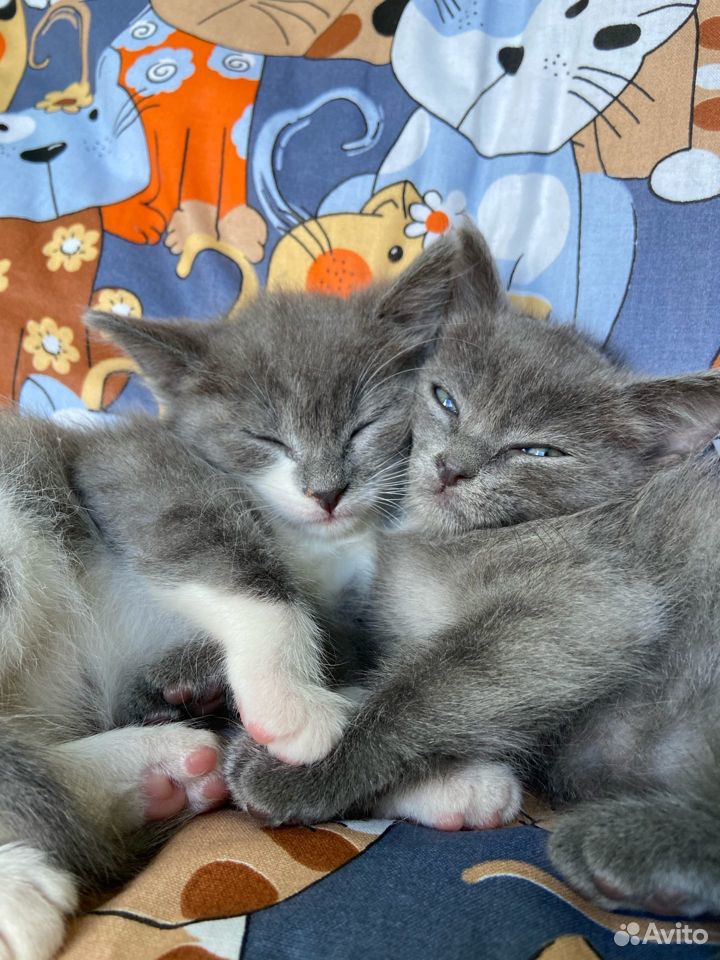 Пара котят в одни добрые руки