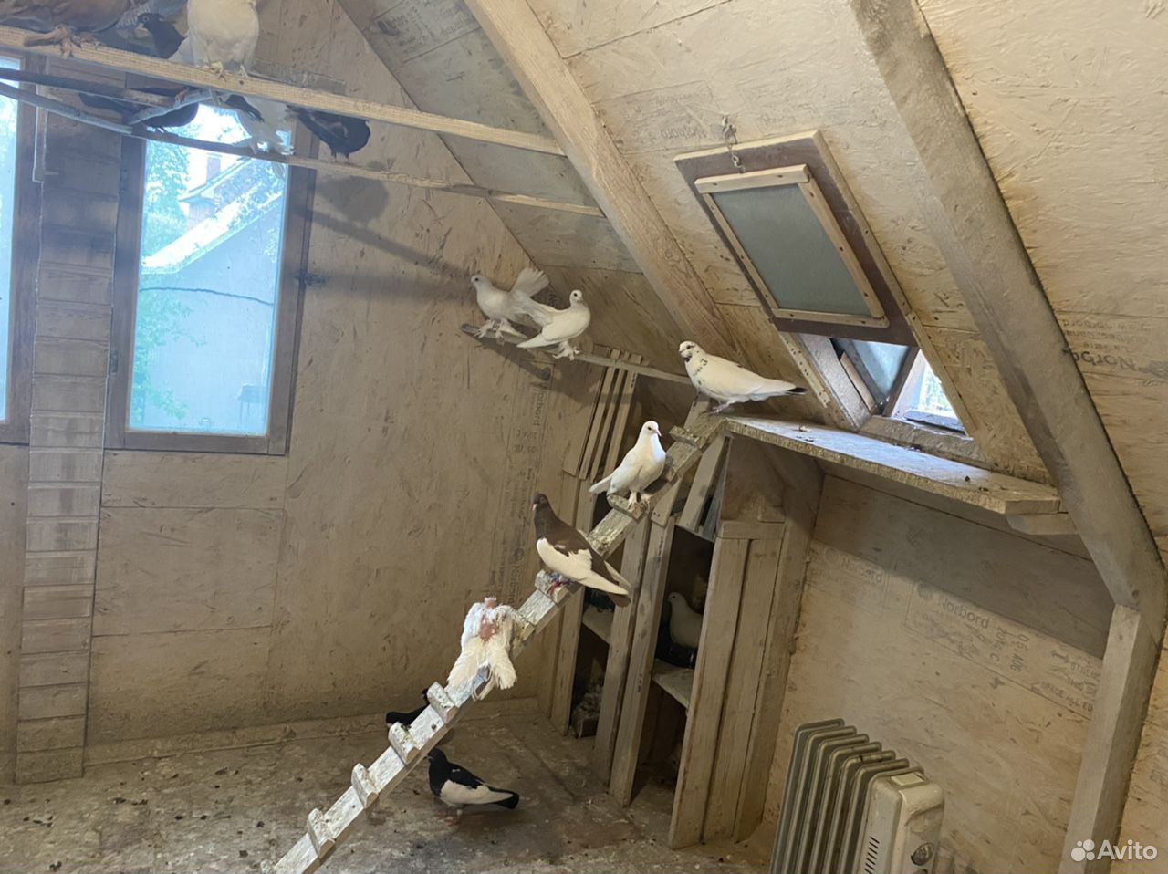 Продаются голуби