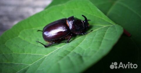 Жук носорог