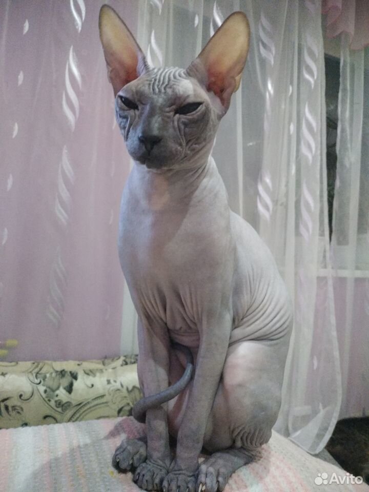 Продам кошечку донского сфинкса