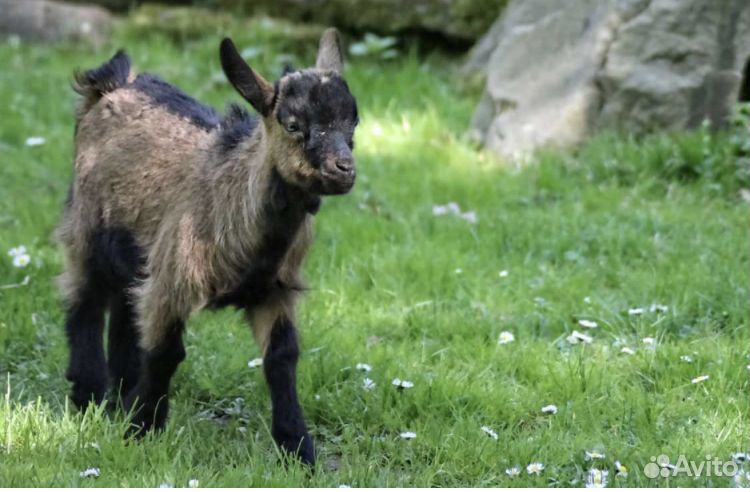 Продаются козлята и козочки
