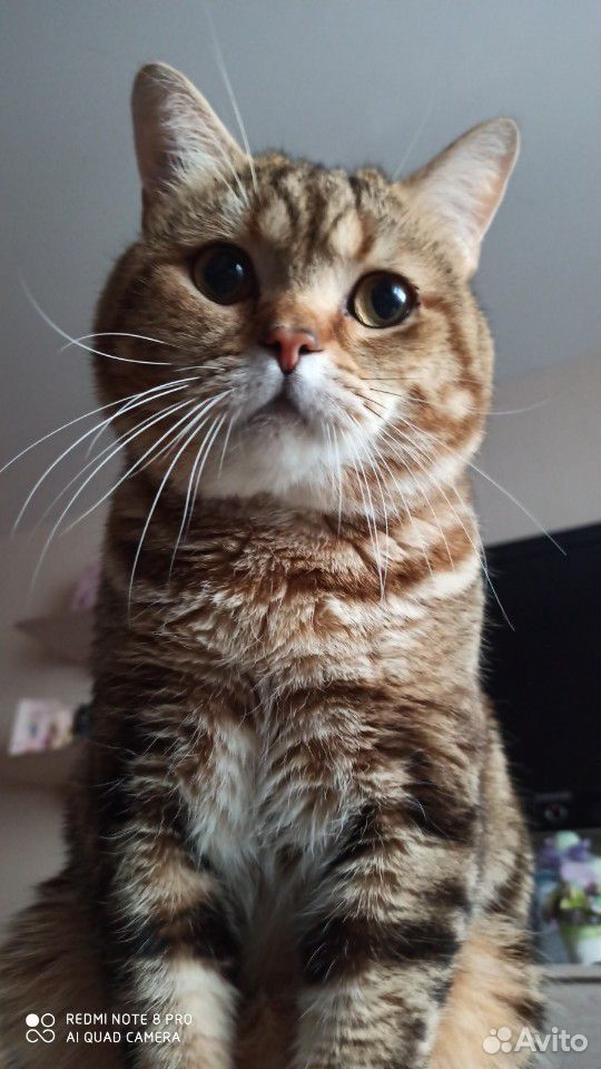 Вязка, крупный кот
