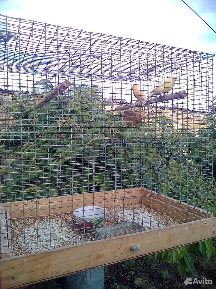 Продам пару канареек