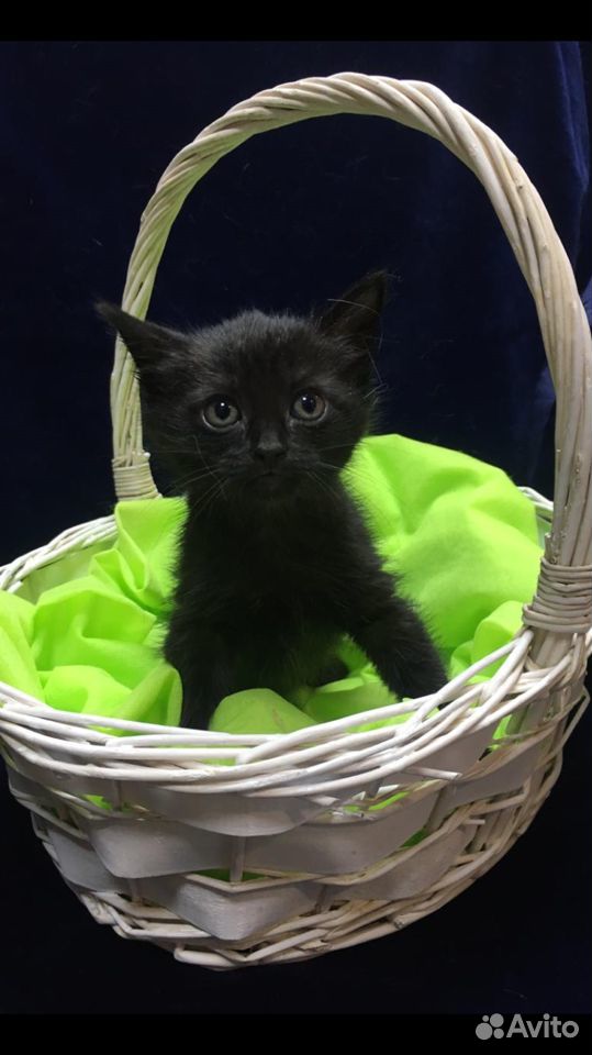 Маленкий котёнок девочка Аза 2 мес