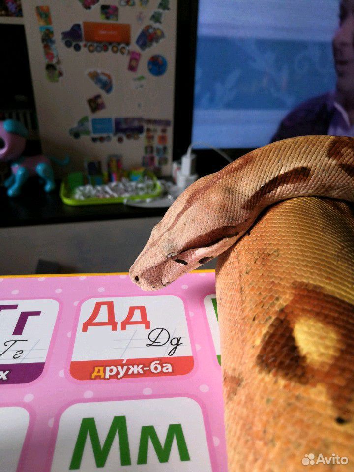 Змея императорский удав