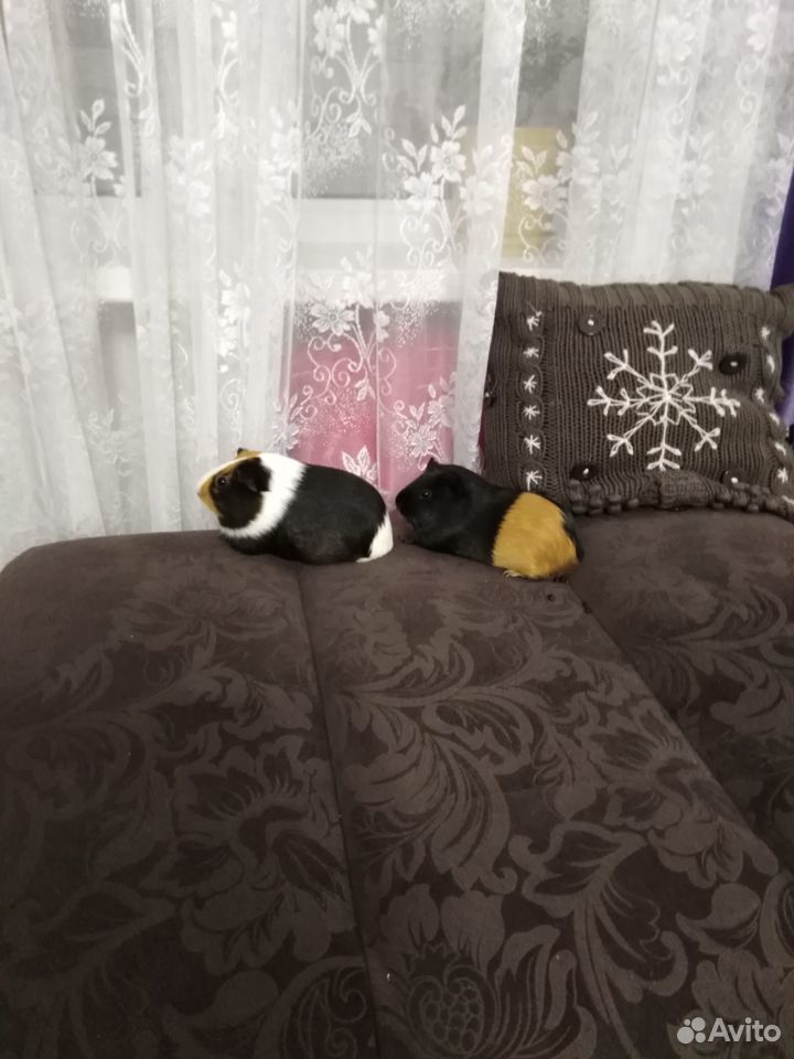Морские свинки бесплатно