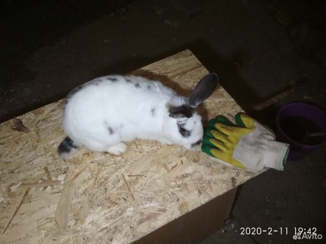 Продаются кролики разных возрастов: от 2 до 12 мес