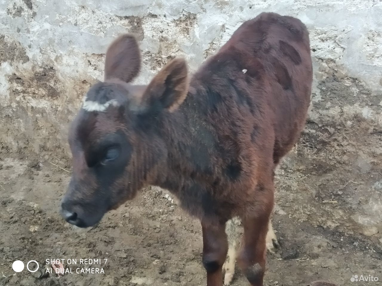 Продам теленка