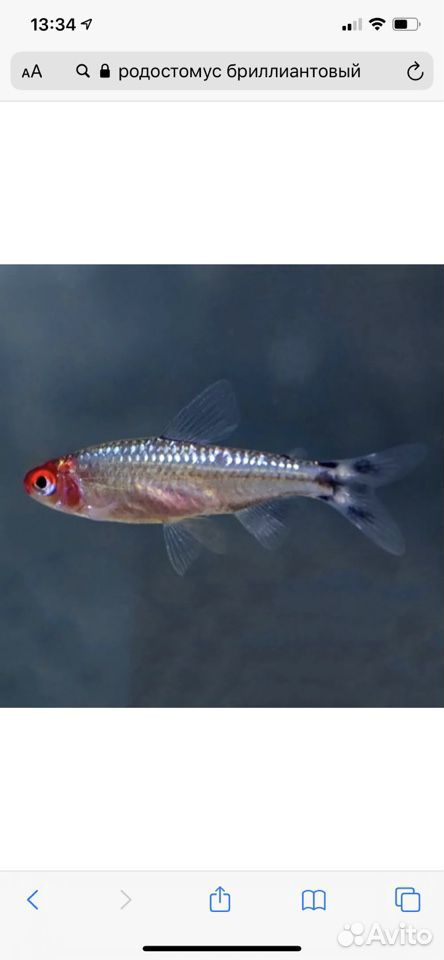 Родостомус бриллиантовый