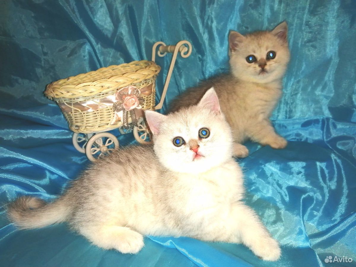 Британская серебристая шиншилла