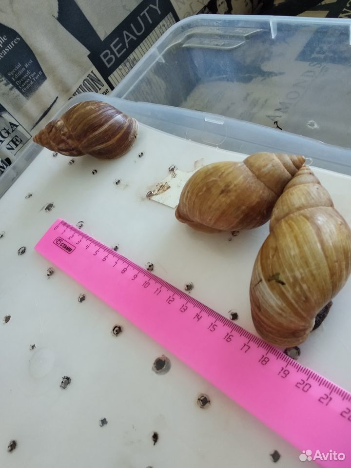 Отдам бесплатно улиток Ахатина (с домиком)