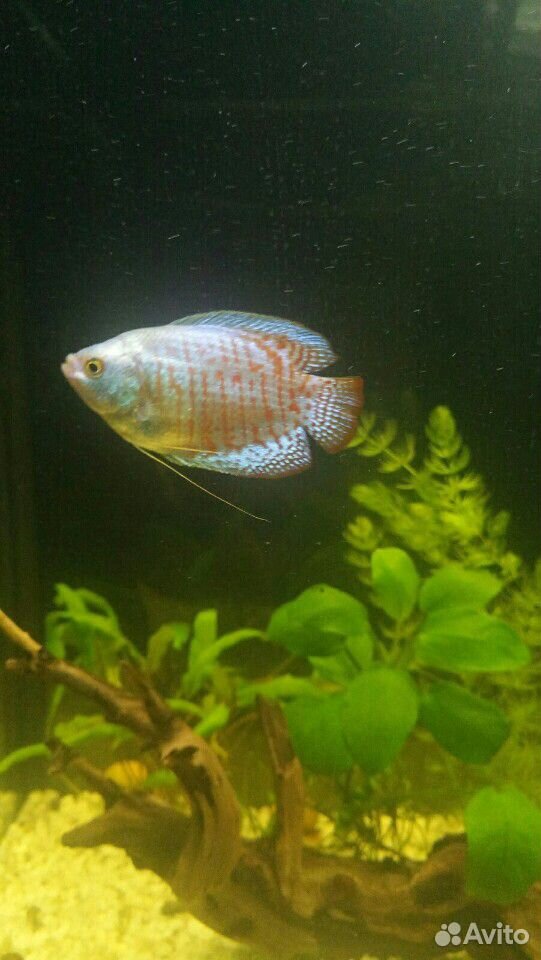 Лялиус обмен на самку