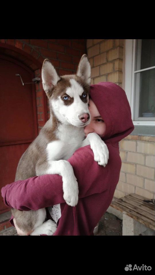 Щенок хаски