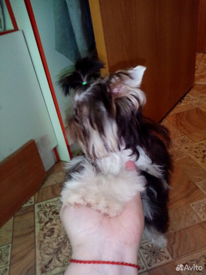 Шоколадный малышок