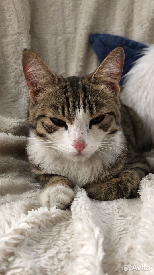 Кошечка, 6 мес