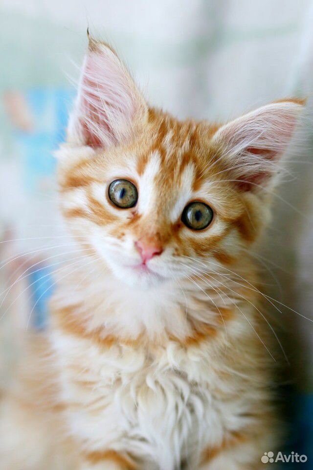 Маргоша ищет дом