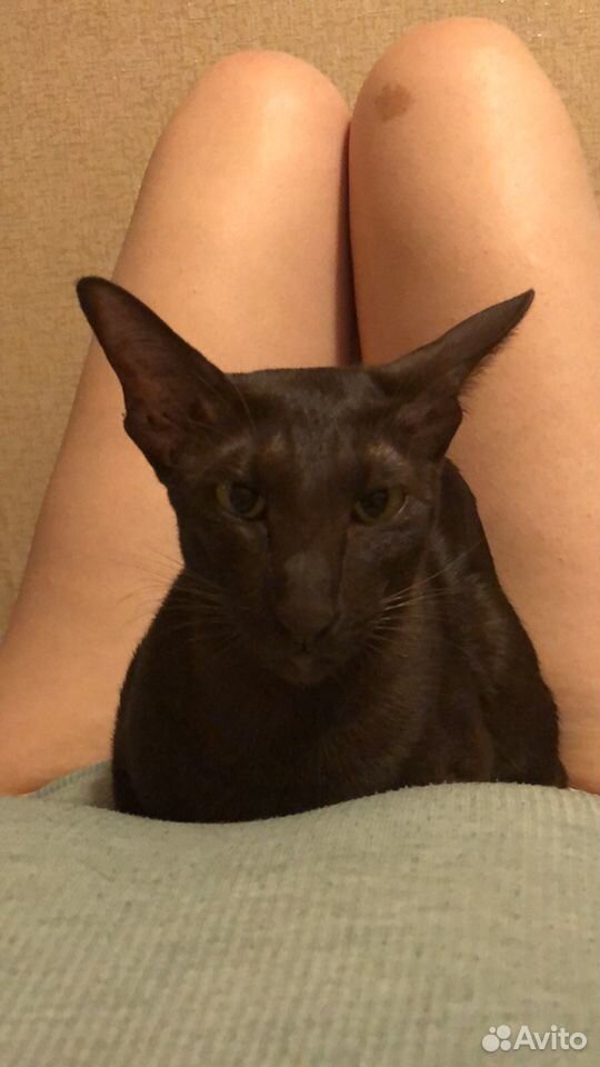 Потерялась любимица