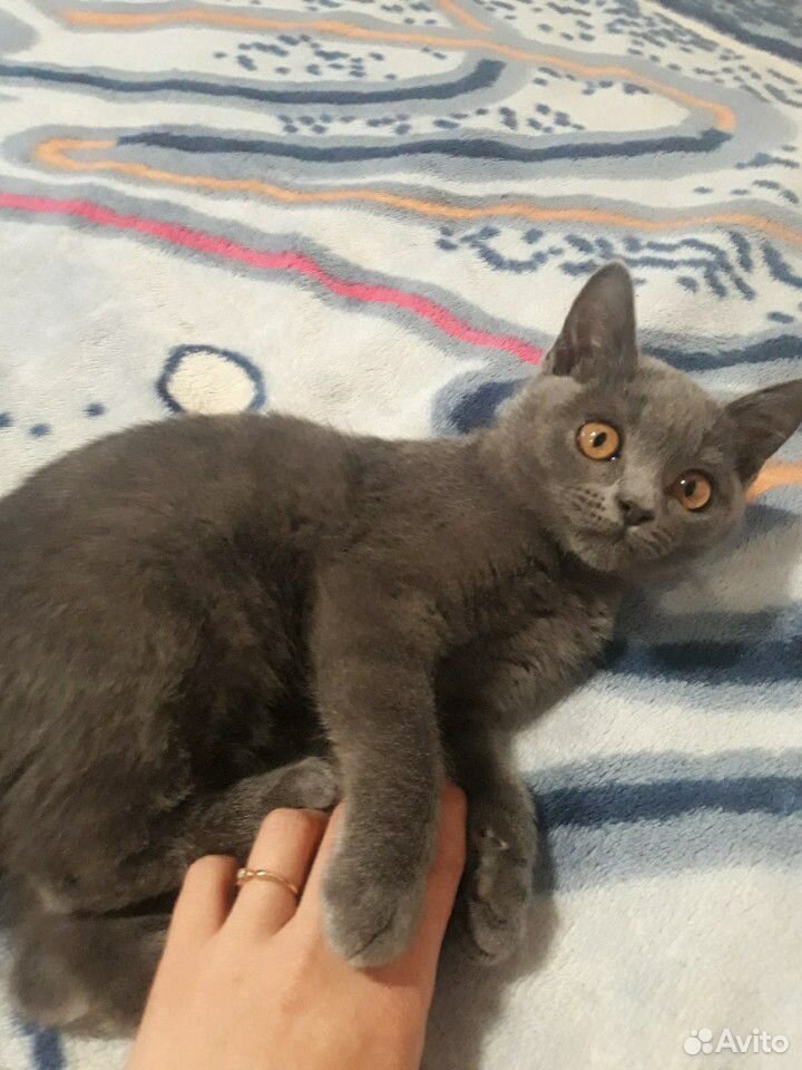 Котёнок