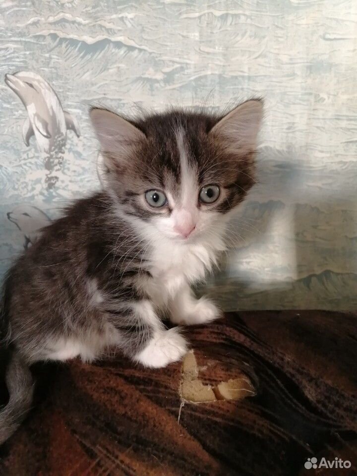 Котята