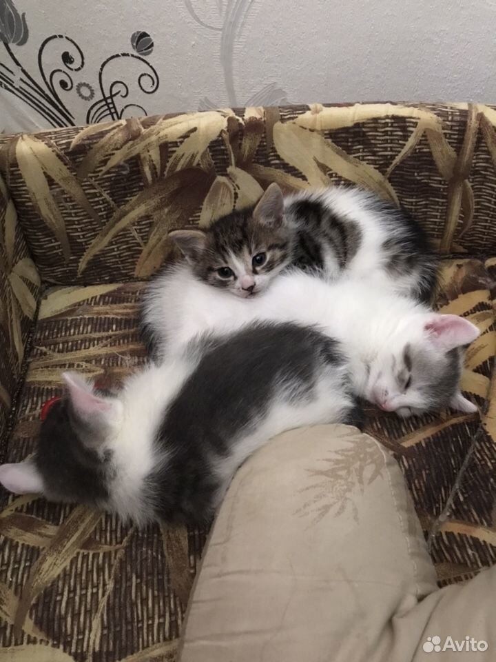 Котята ищут дом
