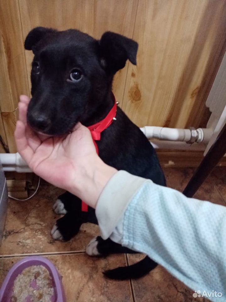 Малышка щенок, будет крупная