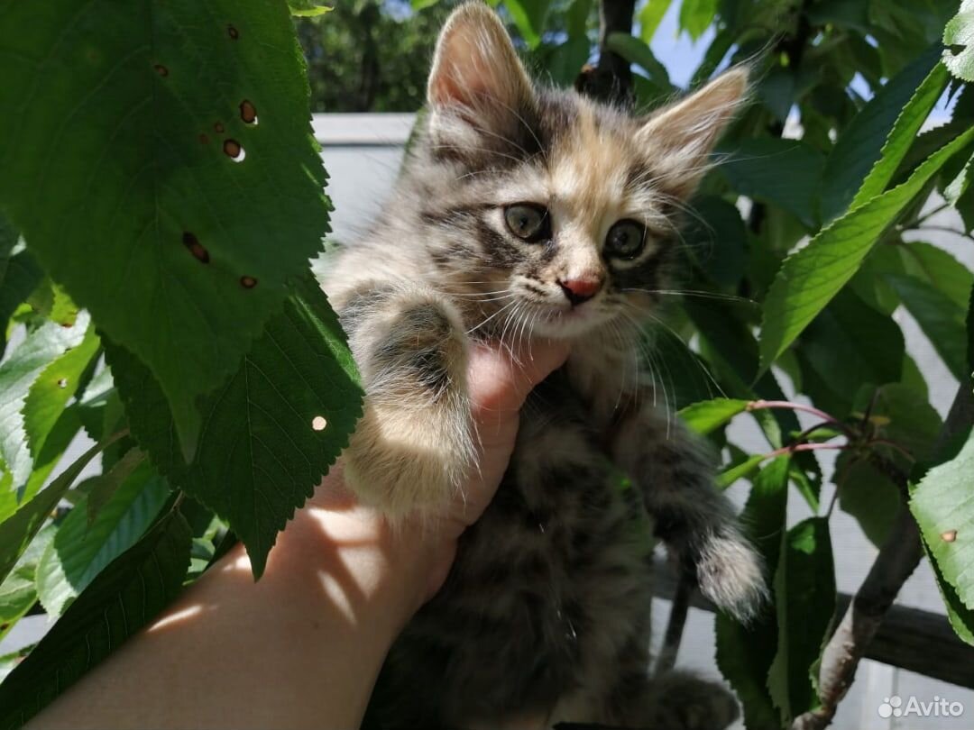 Кошка