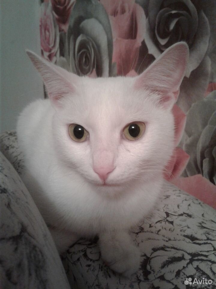 Отдам белоснежную кошечку
